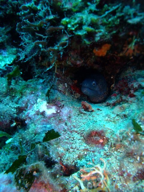 Dubrovnik: 1-Day Diving Package