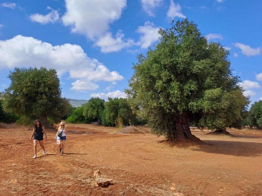 E-Bike Tour in Ostuni. Huge olive trees and a rock village