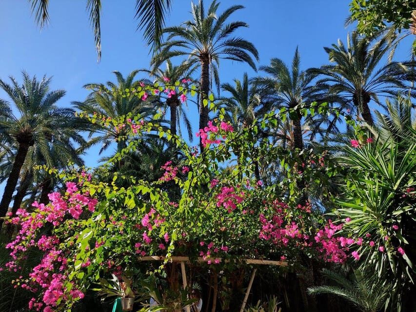 Elche: walking tour through the historic center and botanical garden Huerto de Cura