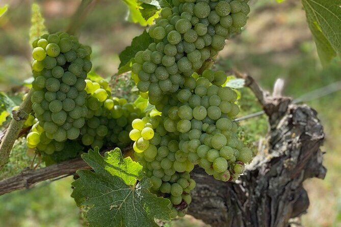 English Speaking Loire Winery Tours pickup from Amboise or Tours