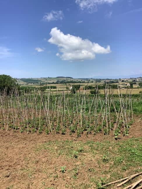 Farm-to-table Food Experience