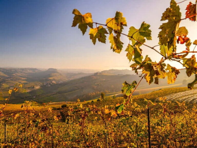 From Alba: Barolo & Barbaresco Wine Tasting Tour - Practical Details and Logistics