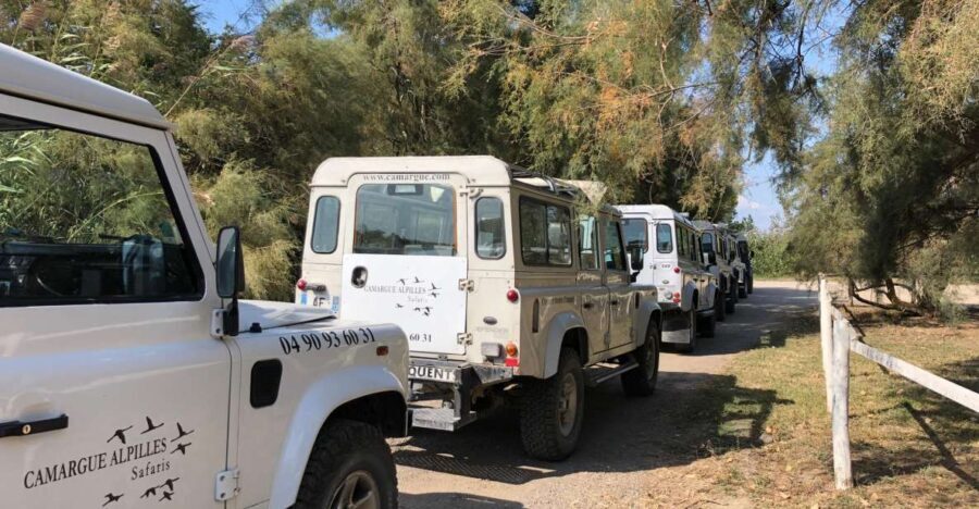 From Arles: Half-Day 4x4 Camargue Safari