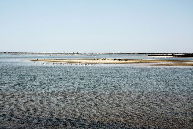 From Avignon: Half-Day Camargue and Saintes-Maries-de-la-Mer - Real-World Insights from Travelers