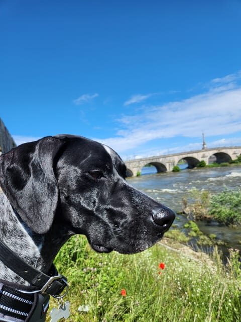 From Blois: Cycling with Canine Companions