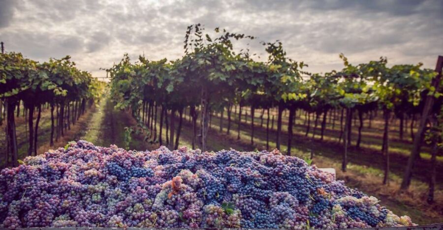 From Bologna: Wine Tasting and Vineyard Tour