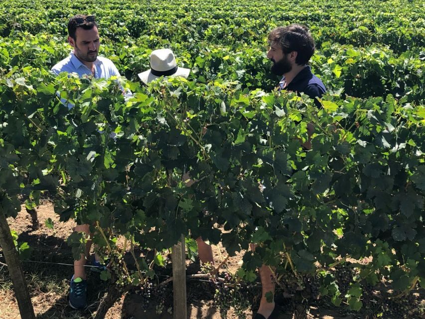 From Bordeaux: Half-Day Saint-Emilion Wine Tour