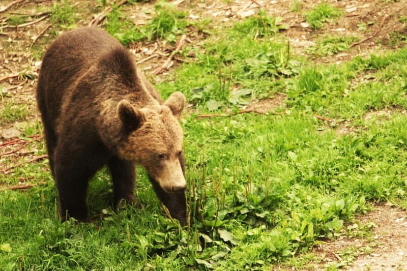 From Brasov: Small-Group Brown Bear Watching Tour