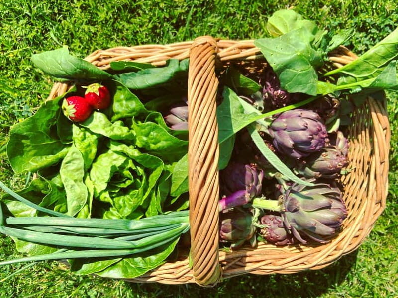 From Florence: Cooking Experience at hilltop farm in Tuscany