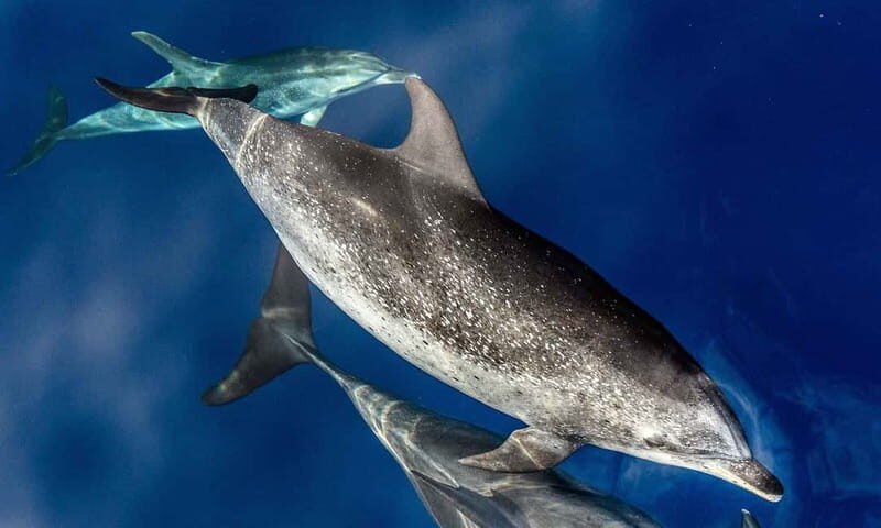 From Funchal: Ecological Catamaran Dolphin Whale Watching