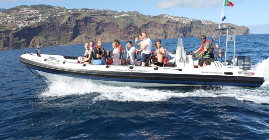 From Funchal: Whales and Dolphin Adventure Tour