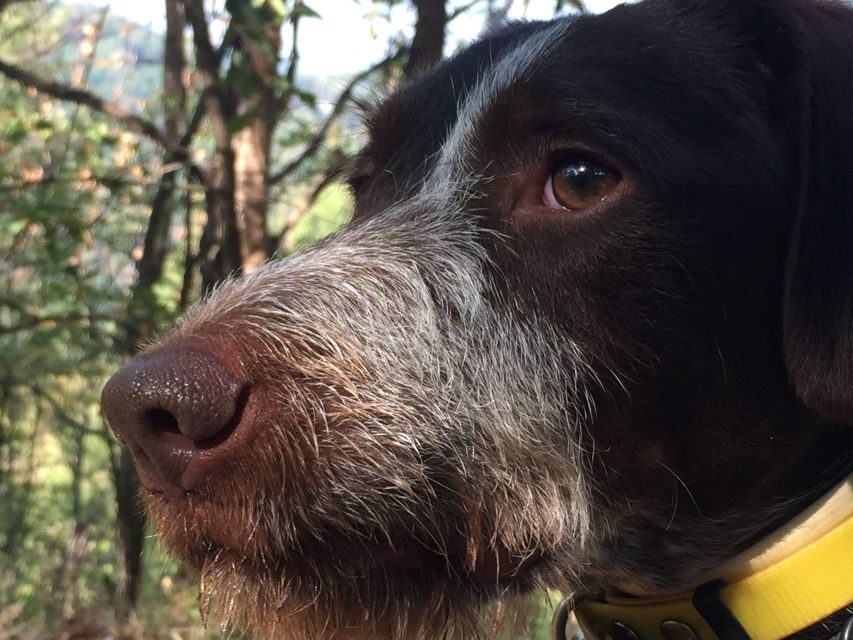 From Gavi: Piedmont Truffle Hunting Experience with Tasting