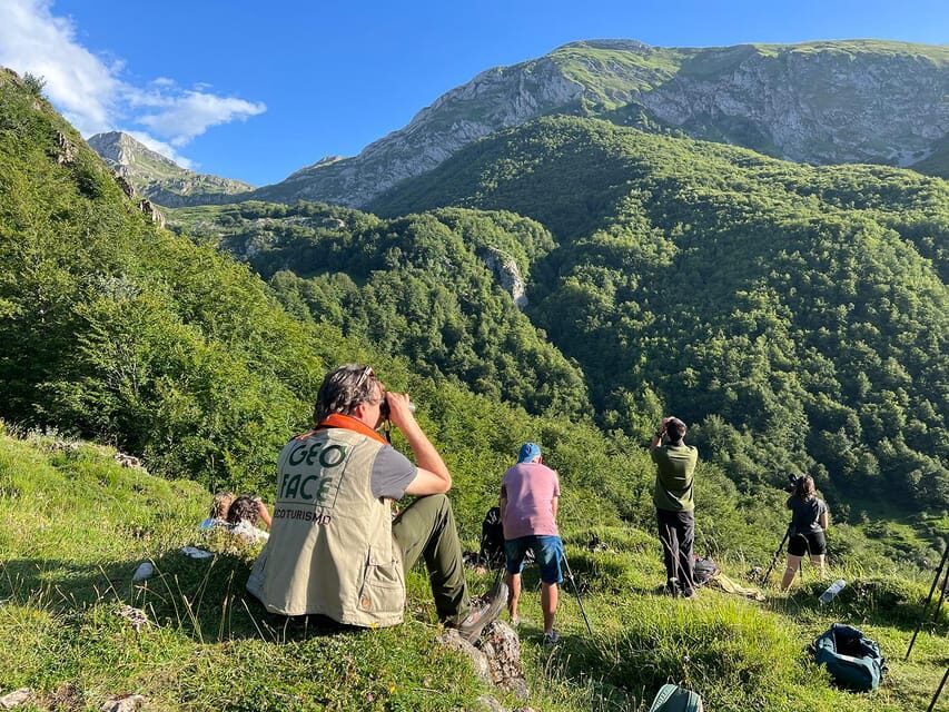 From Gijón, Oviedo or Pola de Somiedo: Brown Bear Spotting