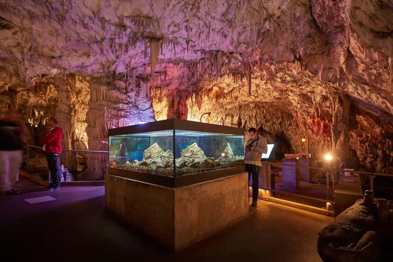 From Koper: Postojna Cave and Ljubljana Guided Tour