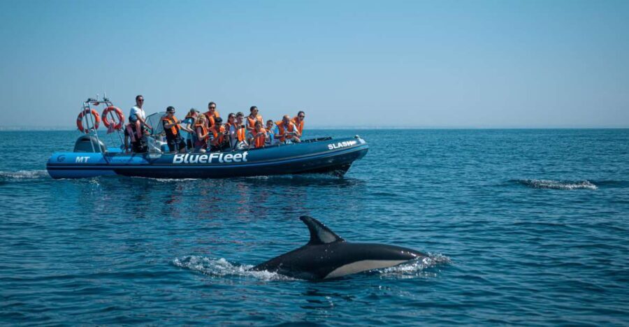 From Lagos: Dolphin Watching Boat Trip w/ Marine Biologists