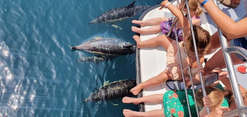 From Lagos: Dolphin Watching Catamaran Cruise
