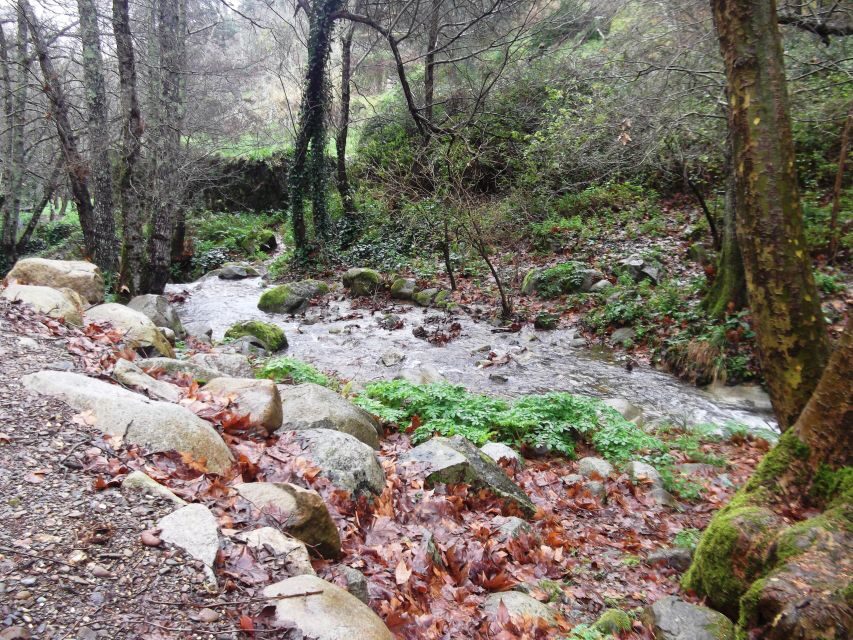 From Lagos: Monchique Private Guided Hike + Medronho Tasting