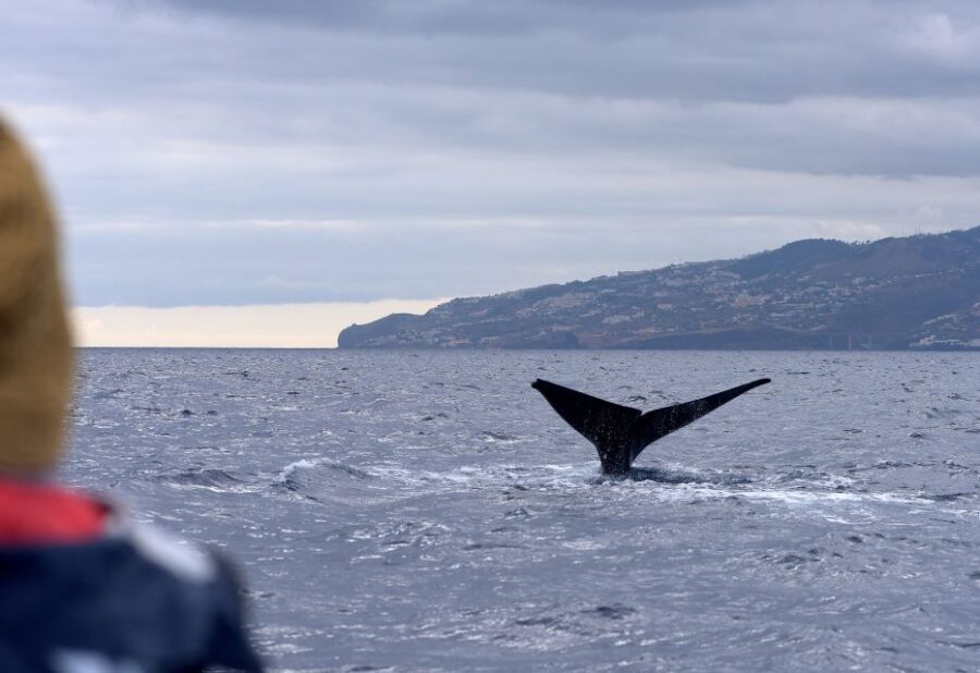 From Machico: Madeira Whale and Dolphin Watching Boat Tour
