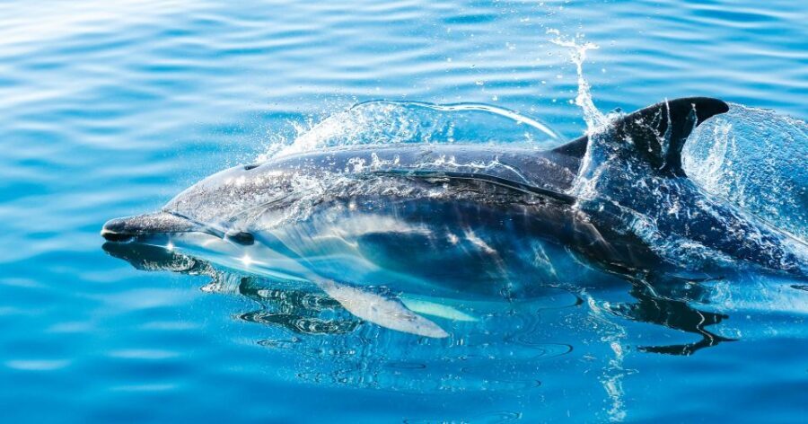 From Malaga: Day trip to Gibraltar and Dolphin Boat Tour