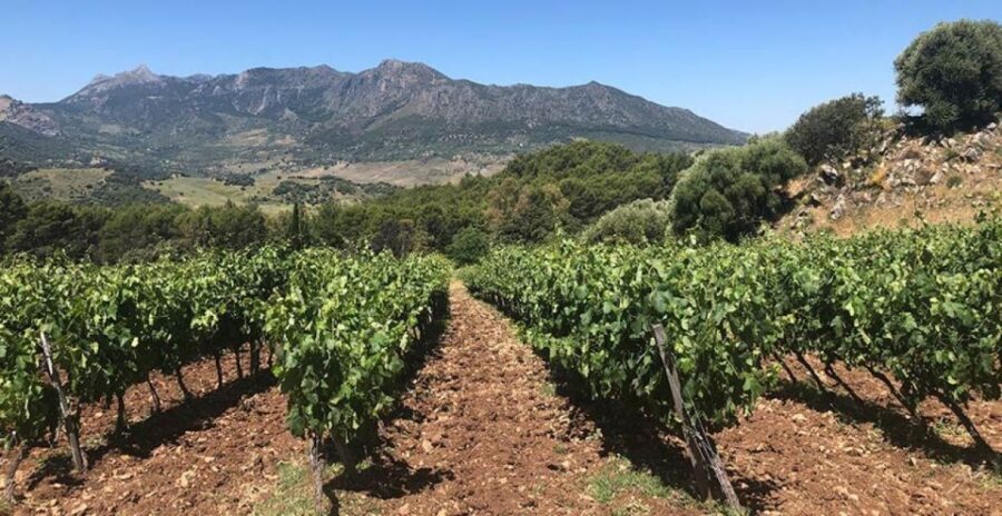 From Marbella: Classic Ronda Tour, 2 winery visits & lunch