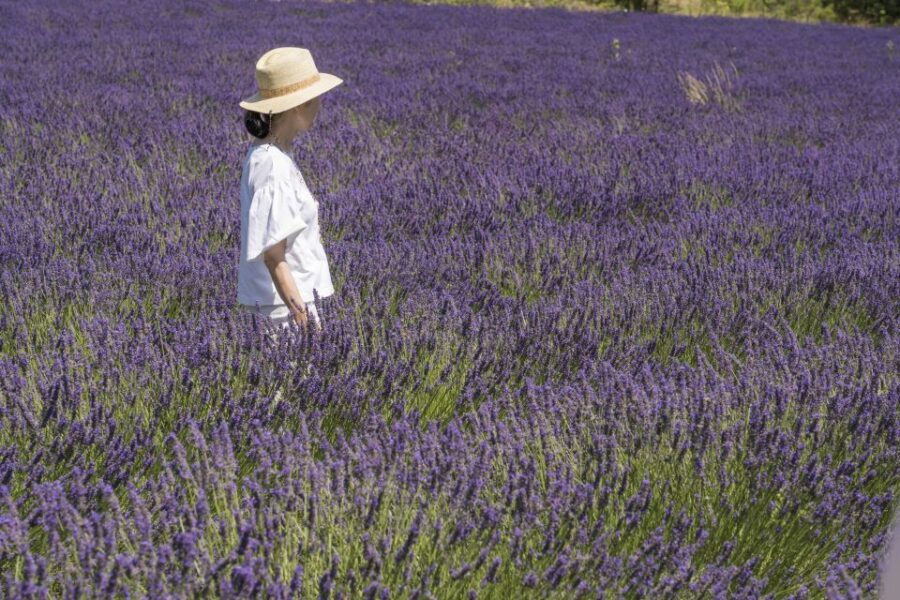 From Marseille: Lavender Full-Day Trip to Sault