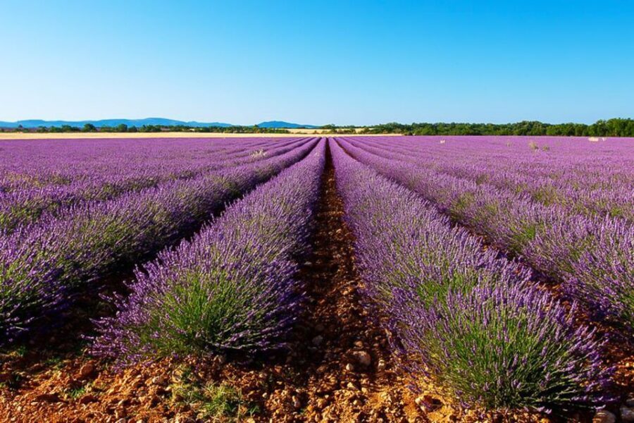 From Marseille: Valensole Lavender Full-Day tour