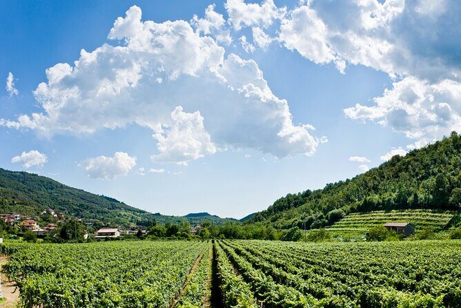 From Milan Full Day in Franciacorta 2 Wineries and Lunch