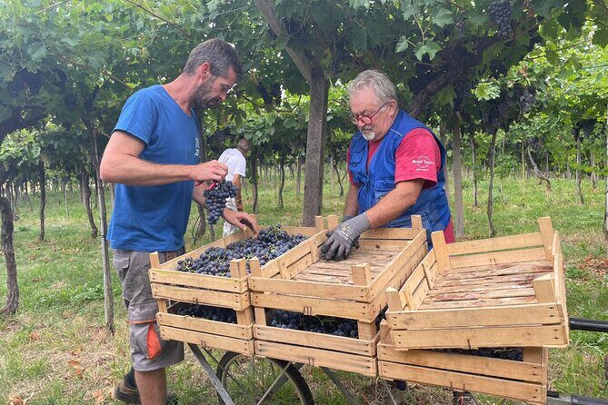 From Milan to Venice, through the Amarone region, Lunch & Verona