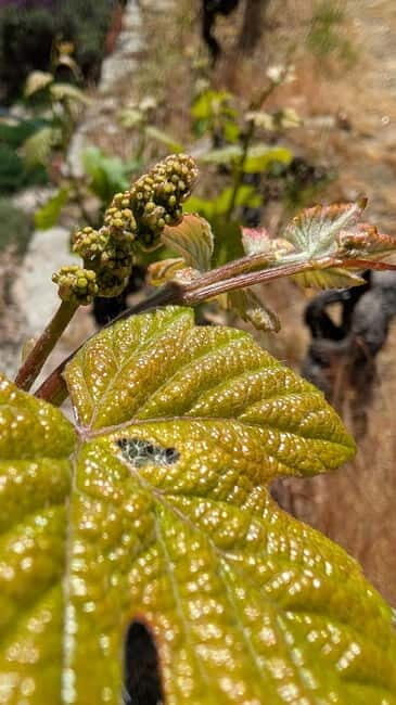 From Porto: 2 Wine Regions, Farm-to-Table Lunch & Boat