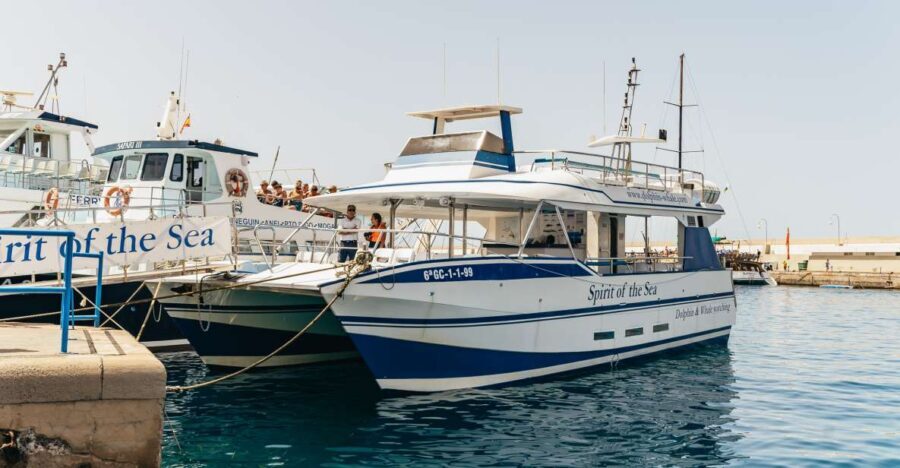 From Puerto Rico de Gran Canaria: Dolphin Watching Cruise
