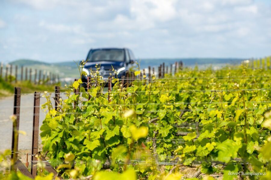 From Reims: Champagne and Family-Run Wineries Tour