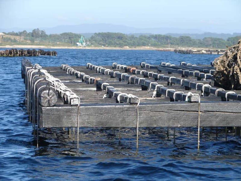 From Santiago: Rías Baixas Tour with Boat & Albariño Wine