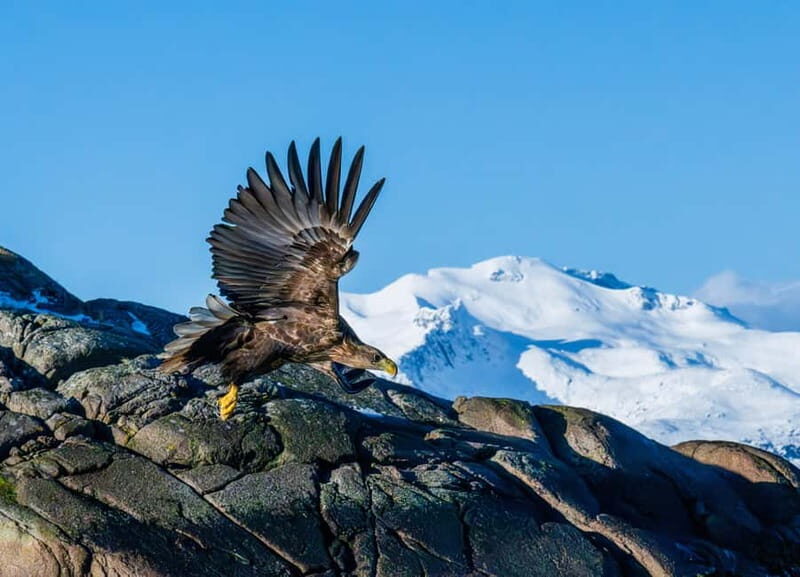 From Svolvær: Lofoten Trollfjord Cruise & Sea Eagle Safari