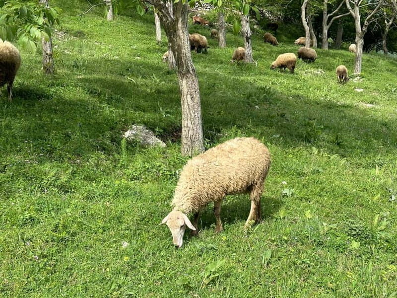 From Tirana: Bovilla Lake, Canyon and Gamti Mountain Hike