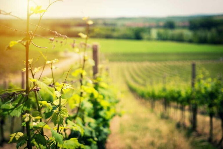 From Tirana: Wine Tasting & Durres Small Group Tour - An Authentic Day Out in Albania: What to Expect