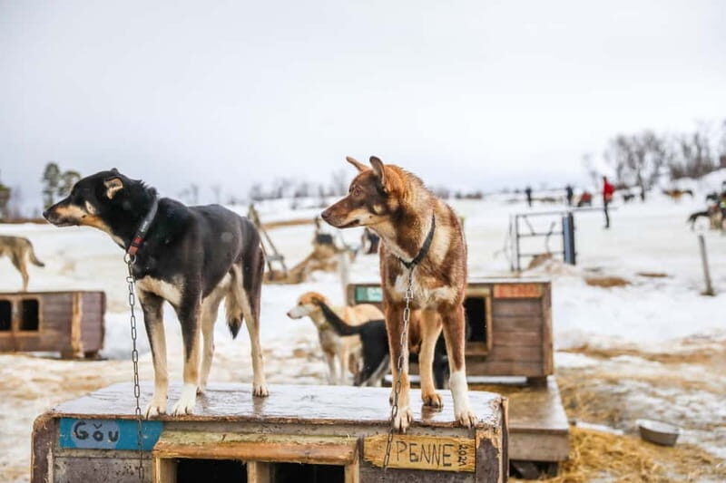From Tromsø: Guided Husky Snowshoe Hike and Husky Camp Visit