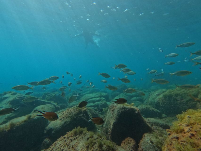 Fuerteventura: Guided Snorkeling in La Lajita with Pickup