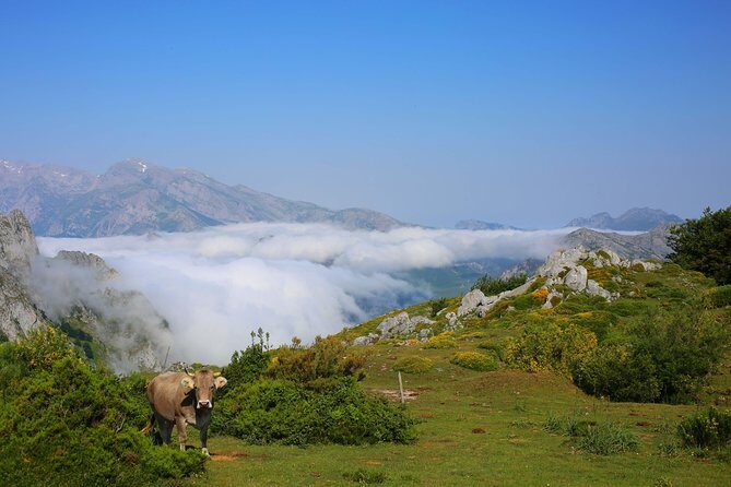 Full Day Private 4WD Tour from Santander to Picos de Europa. Excellent meals.