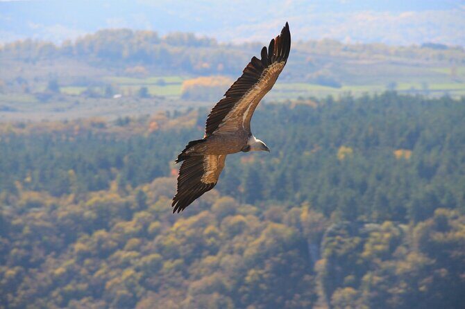 Full Day Trip from Belgrade: Uvac Nature Reserve Tour