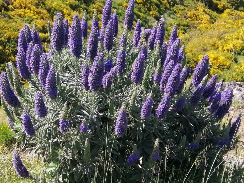Funchal: Nuns Valley Easy Walk with Mountain Surroundings
