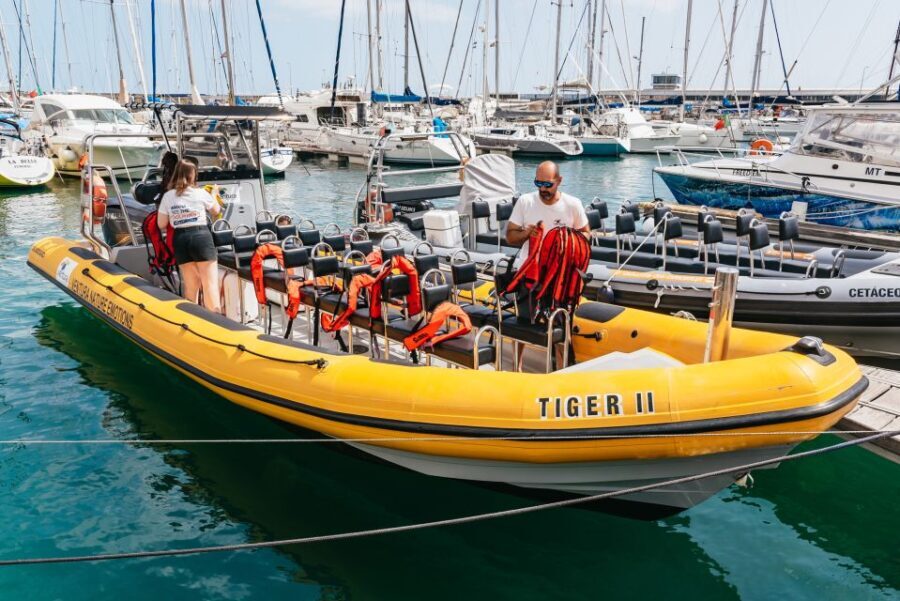 Funchal: Whale and Dolphin Watching Speed Boat Tour
