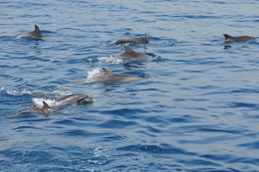 Genoa: Pelagos Sanctuary Whale Watching Cruise