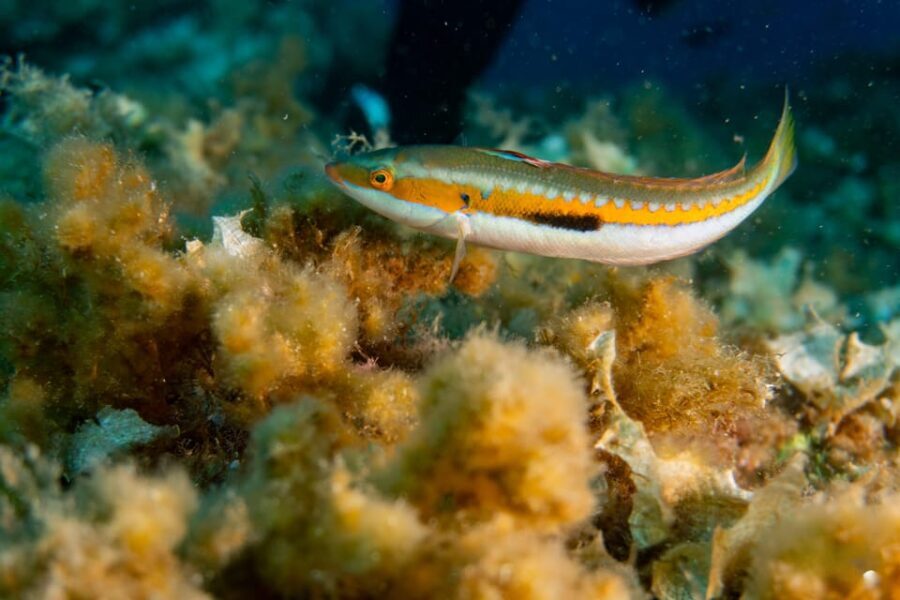 Genoa: snorkeling a stone's throw from downtown