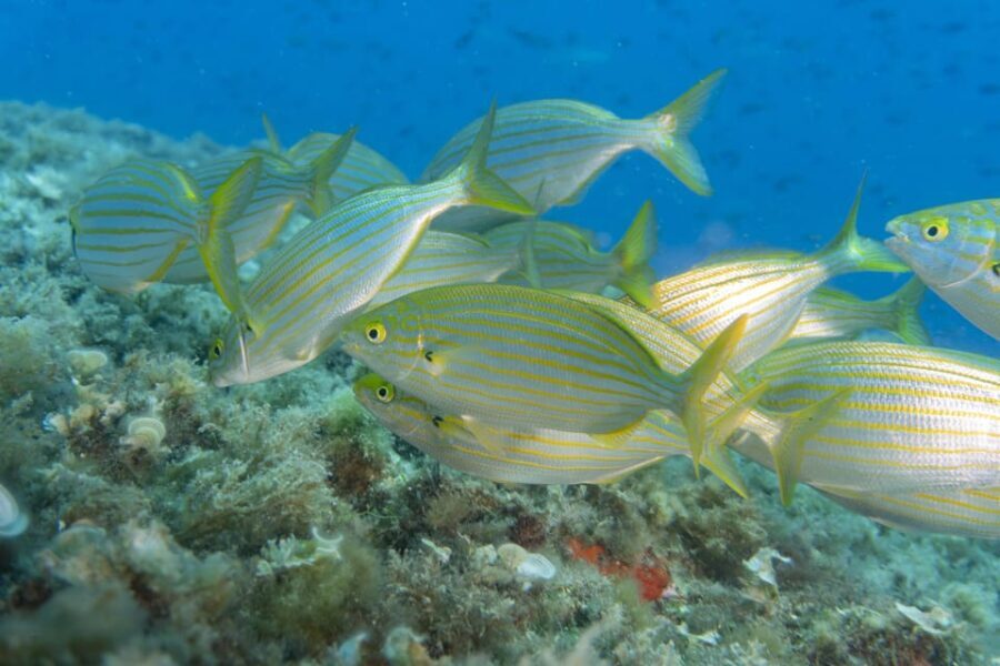 Genoa: Snorkeling tour along the Genoa coastline