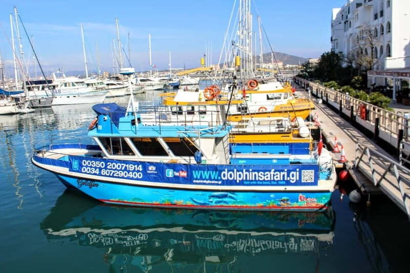 Gibraltar: Dolphin Watching Boat Tour V.I.P