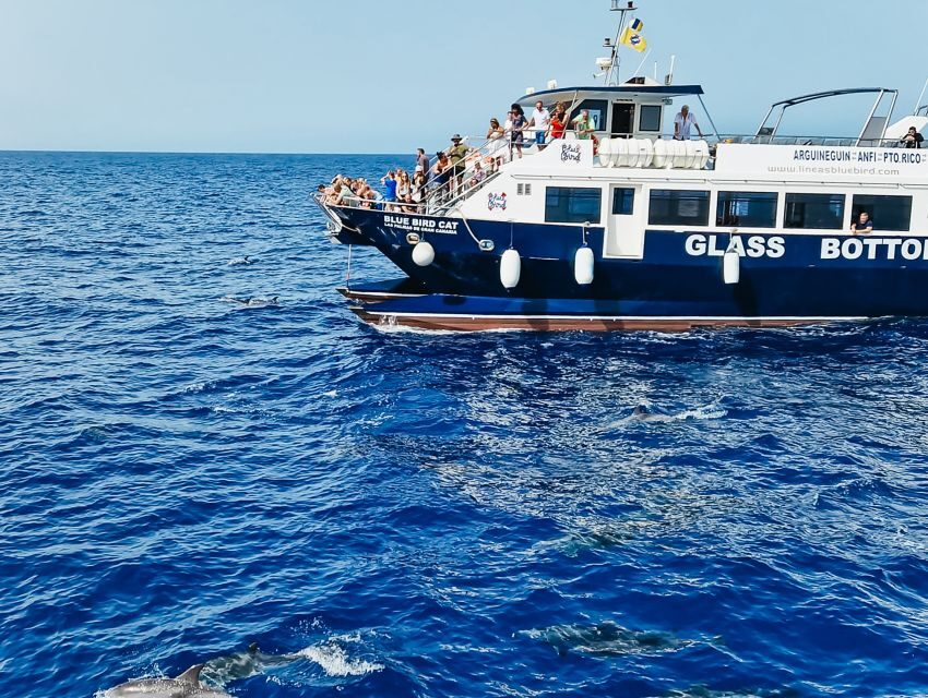 Gran Canaria: Catamaran Dolphin Watch Cruise with Snorkeling