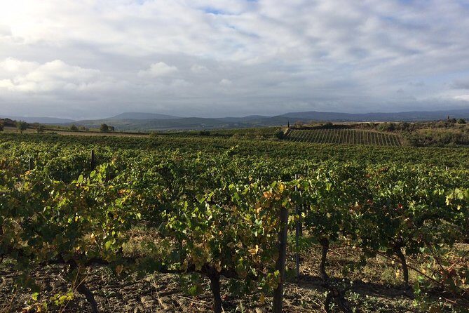 Half day wine tour. Private tour from Carcassonne and around.