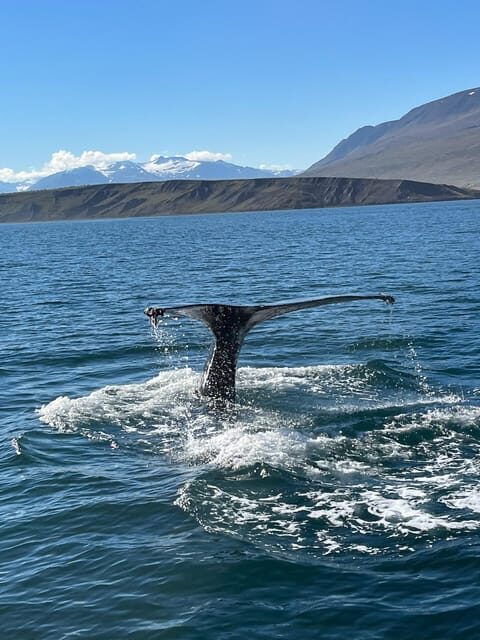 Hauganes: Whale Watching North Iceland