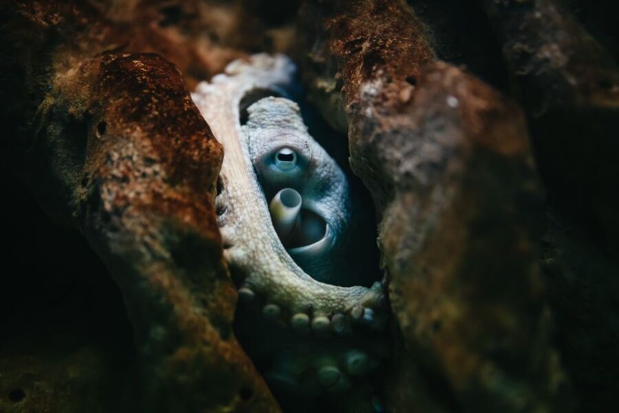 Heraklion Area: CRETAquarium Admission Ticket