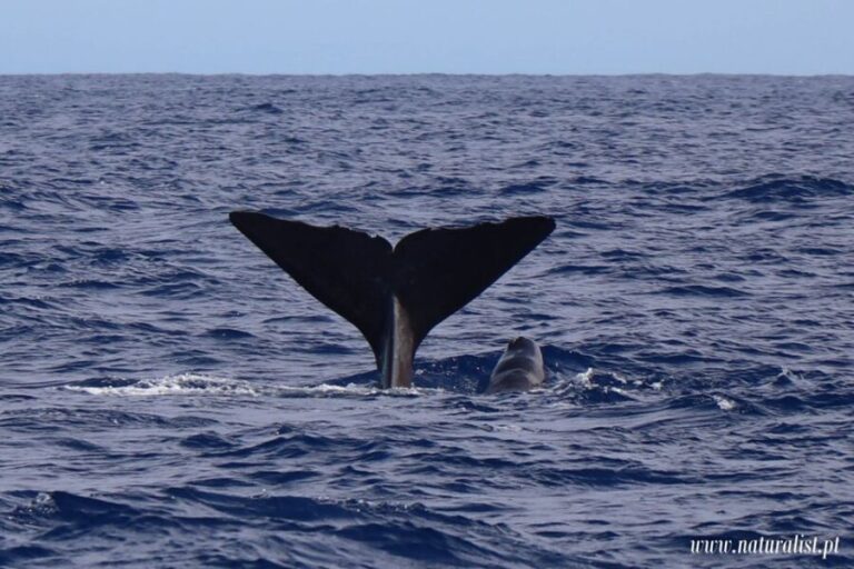 Horta: Whale and Dolphin Watching Expedition - What to Expect on Your Whale and Dolphin Watching Tour